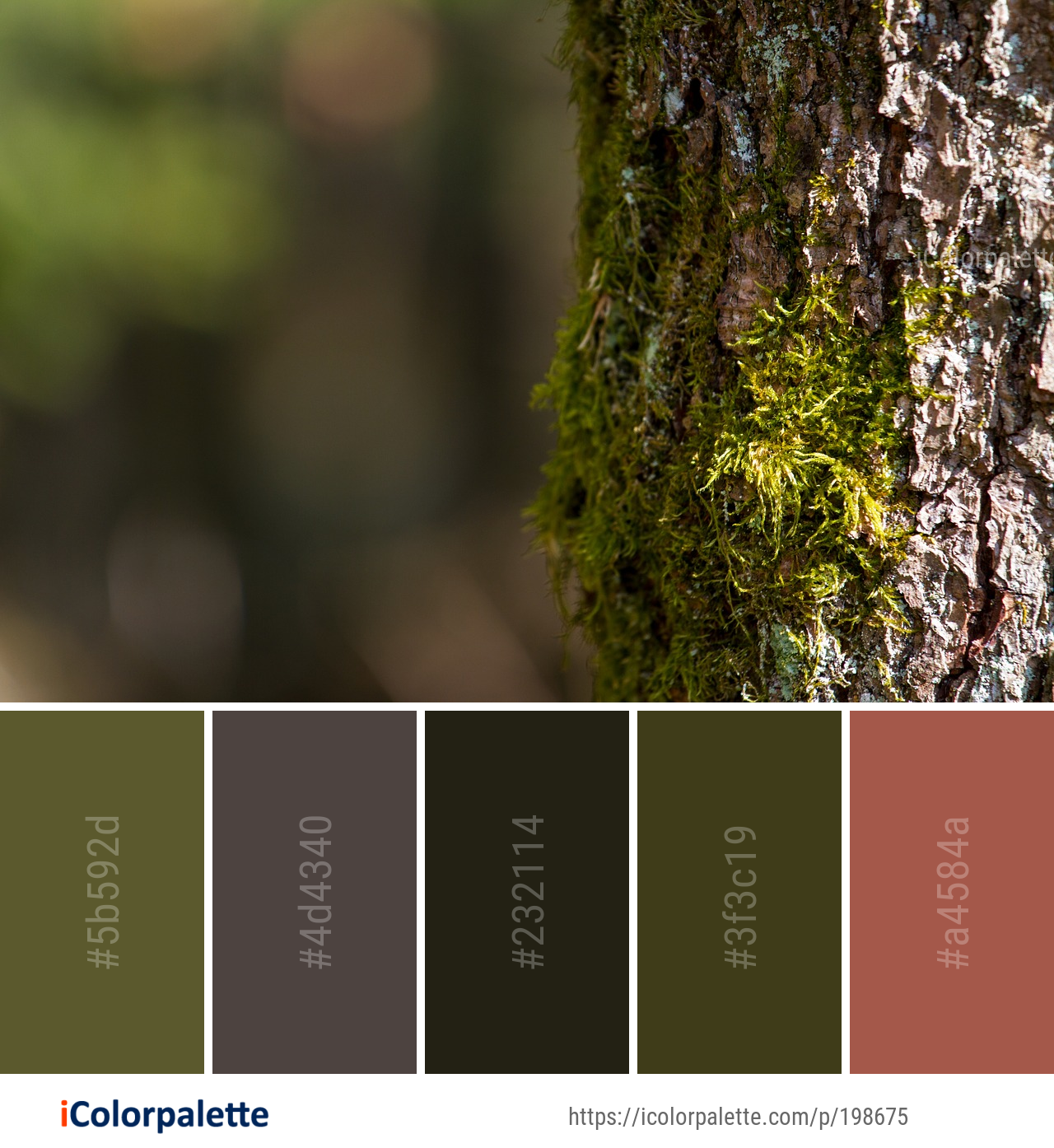 Color Palette Ideas from Vegetation Tree Trunk Image | iColorPalette