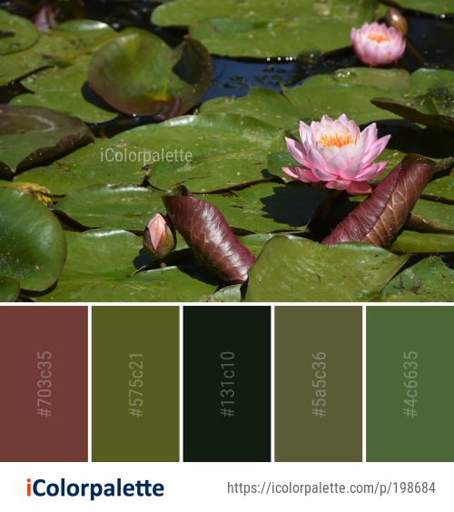 Color Palette Ideas from Water Flora Plant Image | iColorpalette