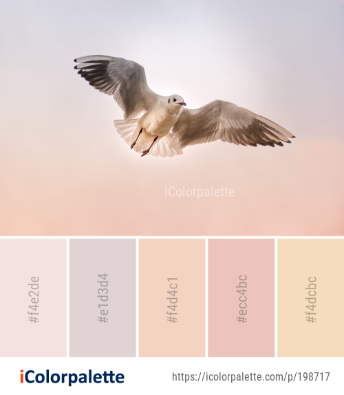 Color Palette Ideas from Bird Gull Fauna Image | iColorpalette