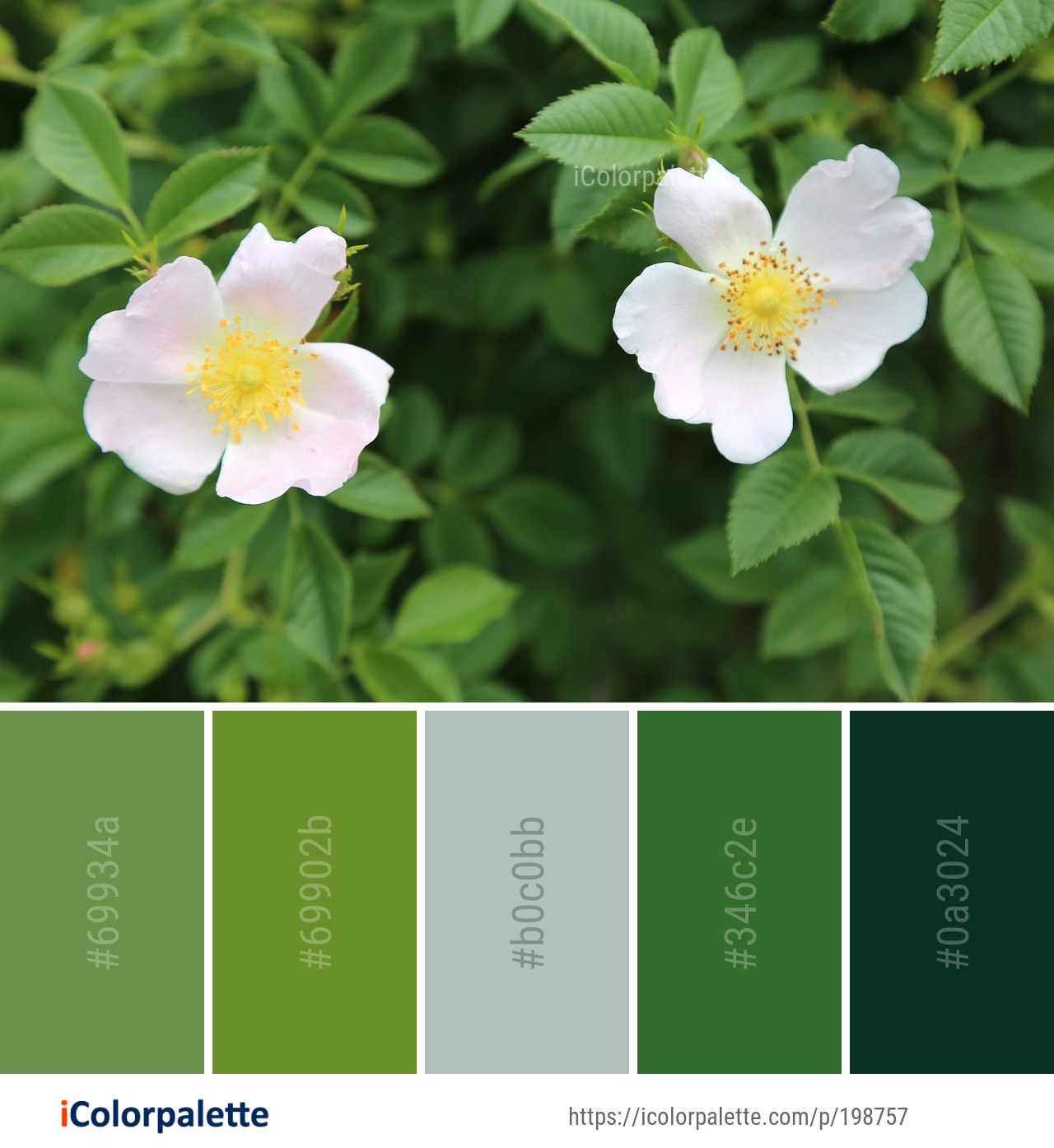 33 Multiflora Rose Color Palette ideas in 2025 | iColorpalette