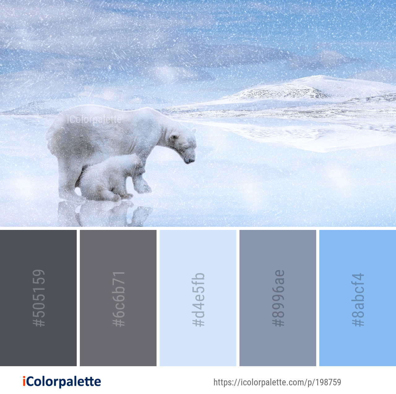 Color Palette Ideas from Polar Bear Image | iColorPalette