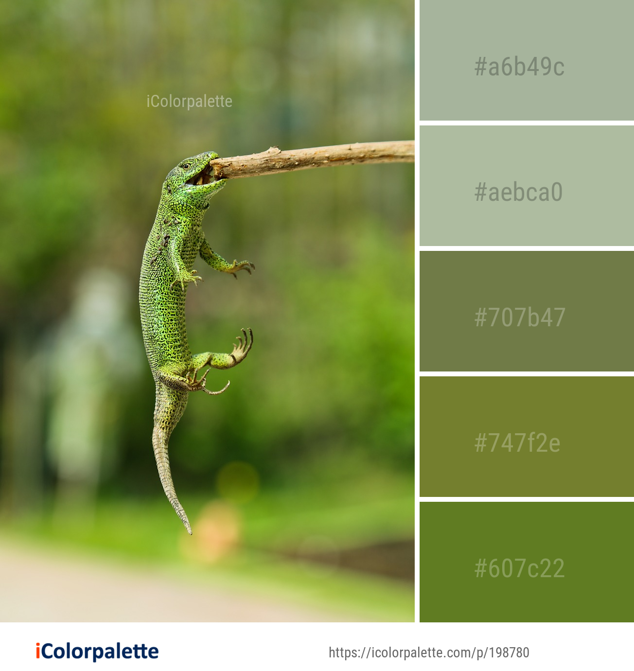 Color Palette Ideas from Reptile Fauna Lizard Image | iColorpalette