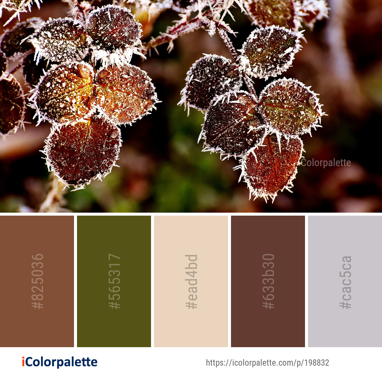 Color Palette Ideas from Flora Close Up Frost Image | iColorpalette