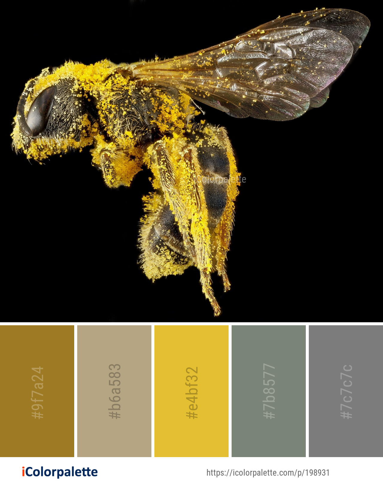 Color Palette Ideas from Insect Invertebrate Membrane Winged Image ...