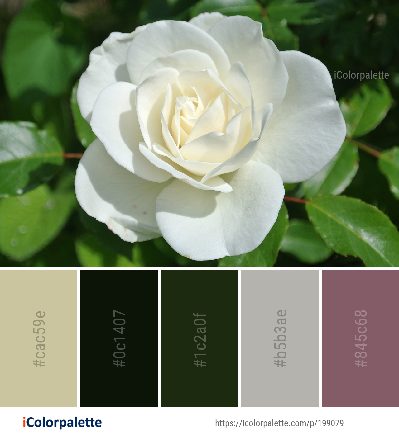 24 Gardenia Color Palette ideas in 2025 | iColorpalette