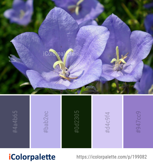 Color Palette Ideas from Flower Flora Bellflower Family Image ...