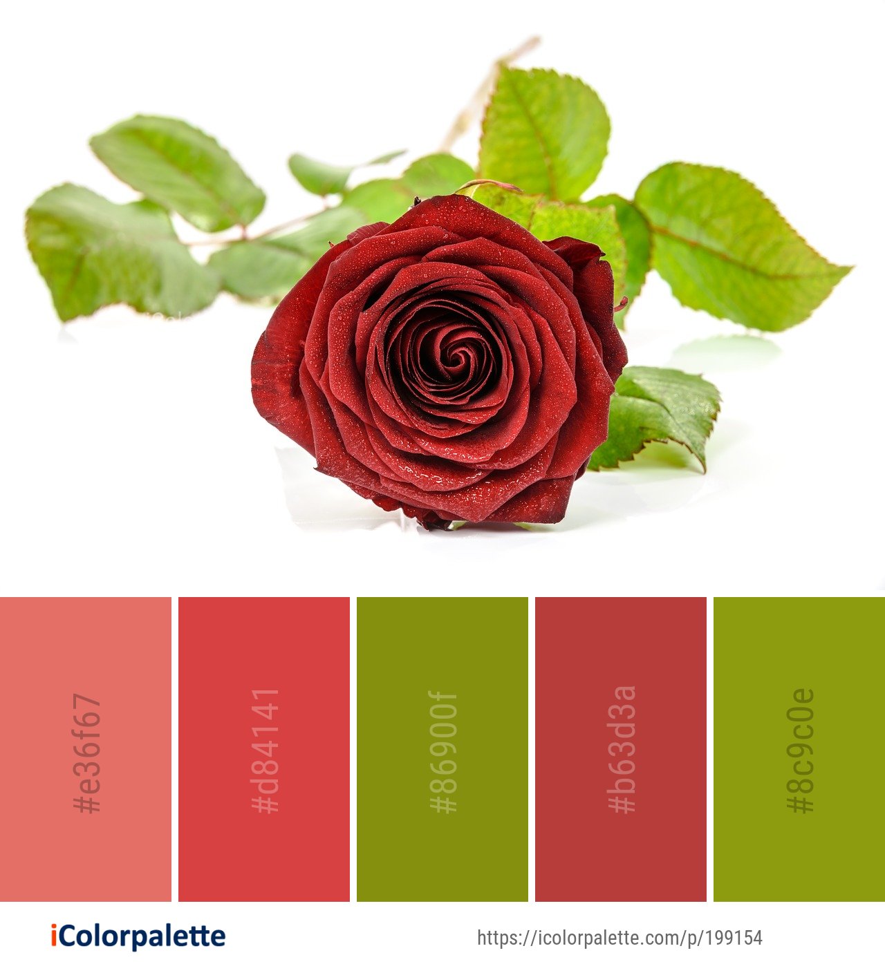 Color Palette Ideas from Flower Garden Roses Red Image | iColorpalette