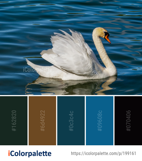 Color Palette Ideas from Swan Bird Water Image | iColorpalette