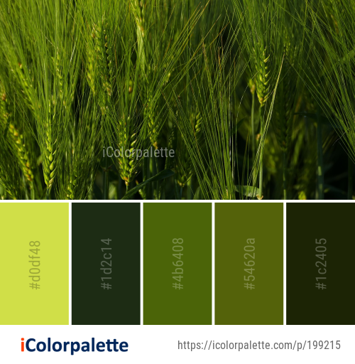 Color Palette Ideas from Vegetation Grass Family Food Grain Image ...