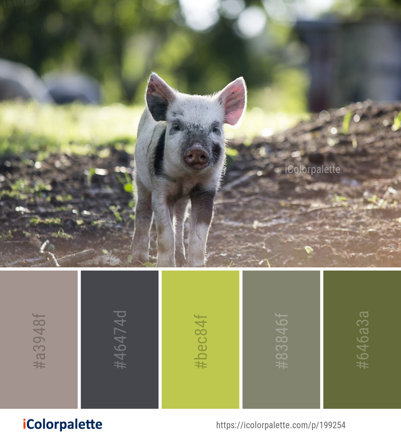 Color Palette Ideas from Pig Like Mammal Image | iColorpalette