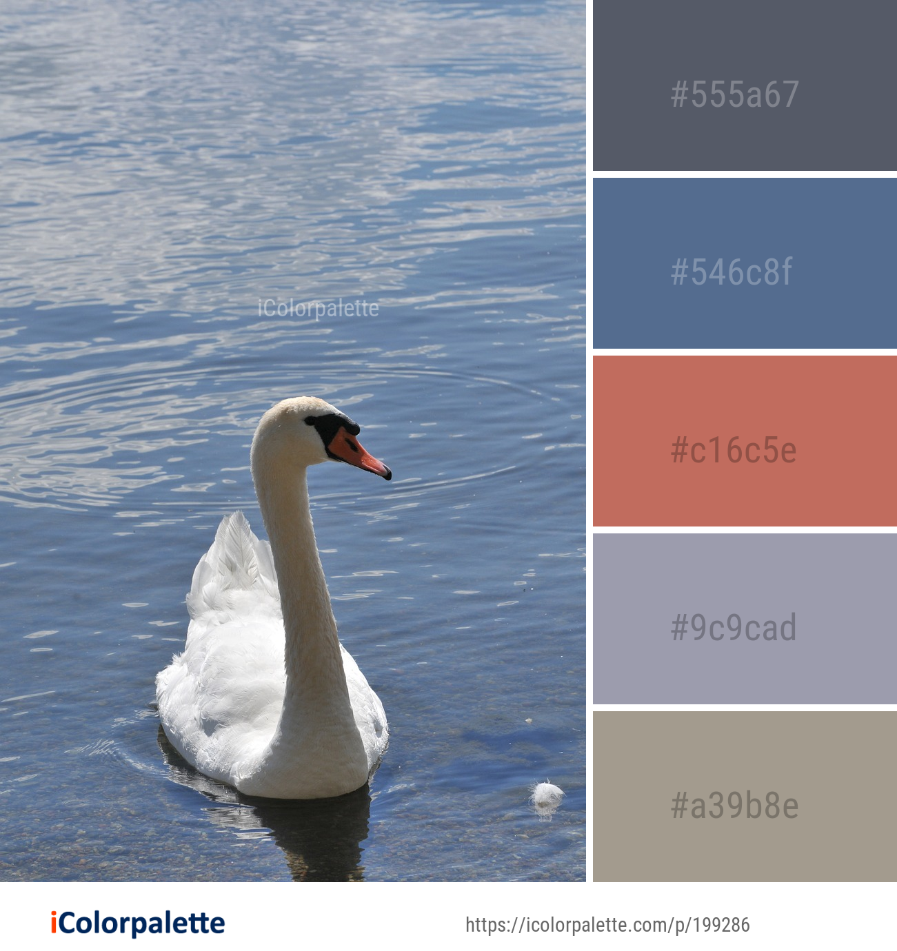 Color Palette Ideas from Swan Bird Water Image | iColorpalette