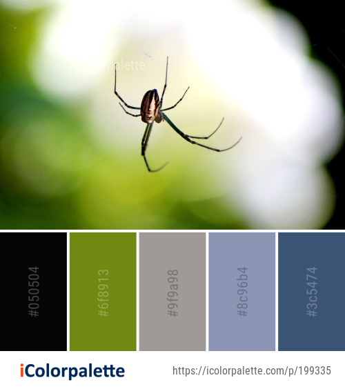 Color Palette Ideas from Spider Arachnid Invertebrate Image | iColorpalette