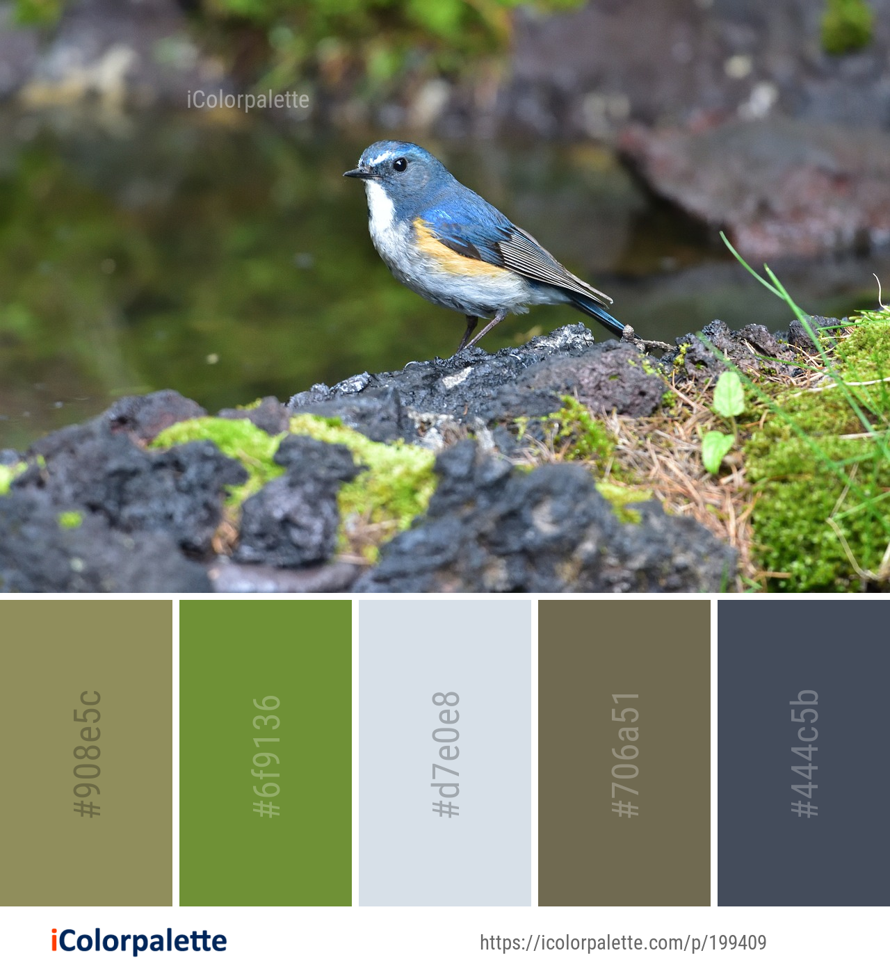 Color Palette Ideas from Bird Fauna Beak Image | iColorpalette