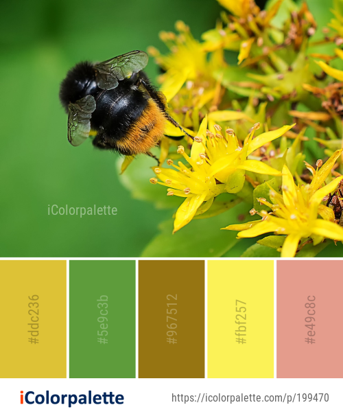 Color Palette Ideas from Honey Bee Insect Image | iColorpalette