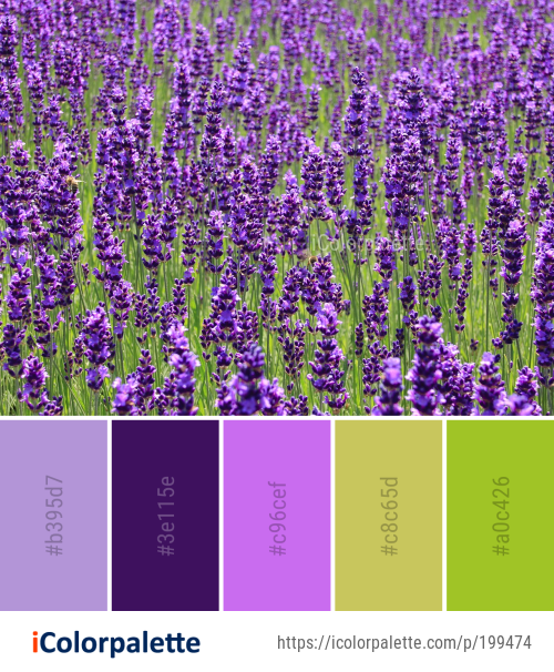 Color Palette Ideas from Lavender Plant English Image | iColorpalette