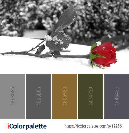 Color Palette Ideas from Red White Black And Image | iColorpalette