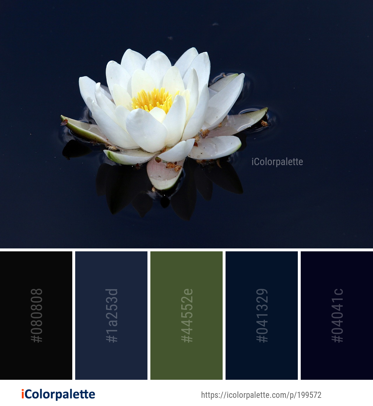 Color Palette Ideas from Flower White Flora Image | iColorpalette