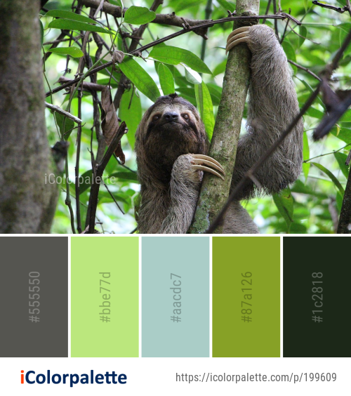 1 Sloth Color Palette ideas in 2025 | iColorpalette