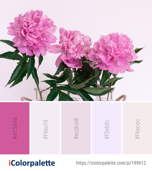 33 Carnation Color Palette ideas in 2025 | iColorpalette