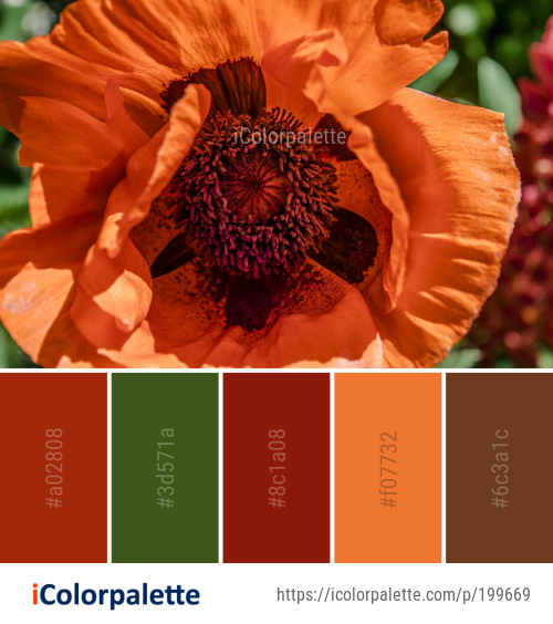 Color Palette Ideas from Flower Flora Petal Image | iColorpalette