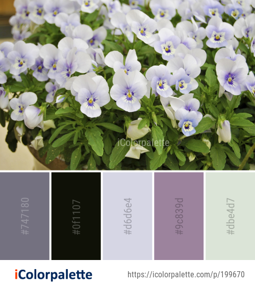 Color Palette Ideas from Flower Plant Violet Family Image | iColorPalette