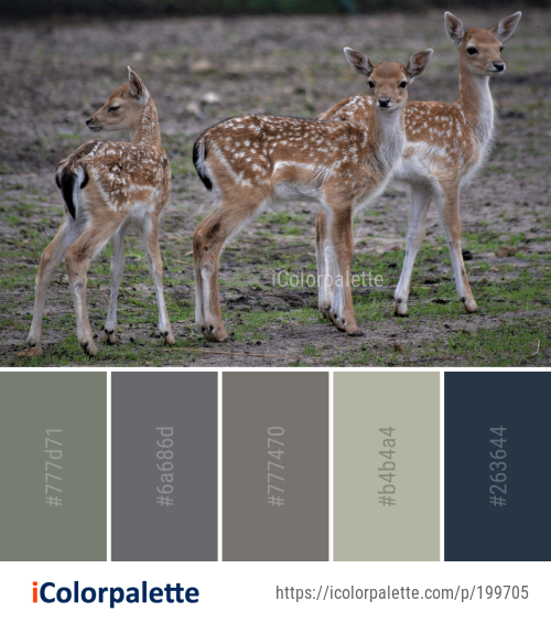 Color Palette Ideas from Wildlife Terrestrial Animal Deer Image ...