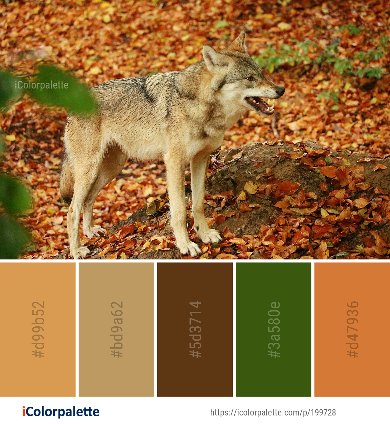 Color Palette Ideas from Wildlife Fauna Mammal Image | iColorpalette