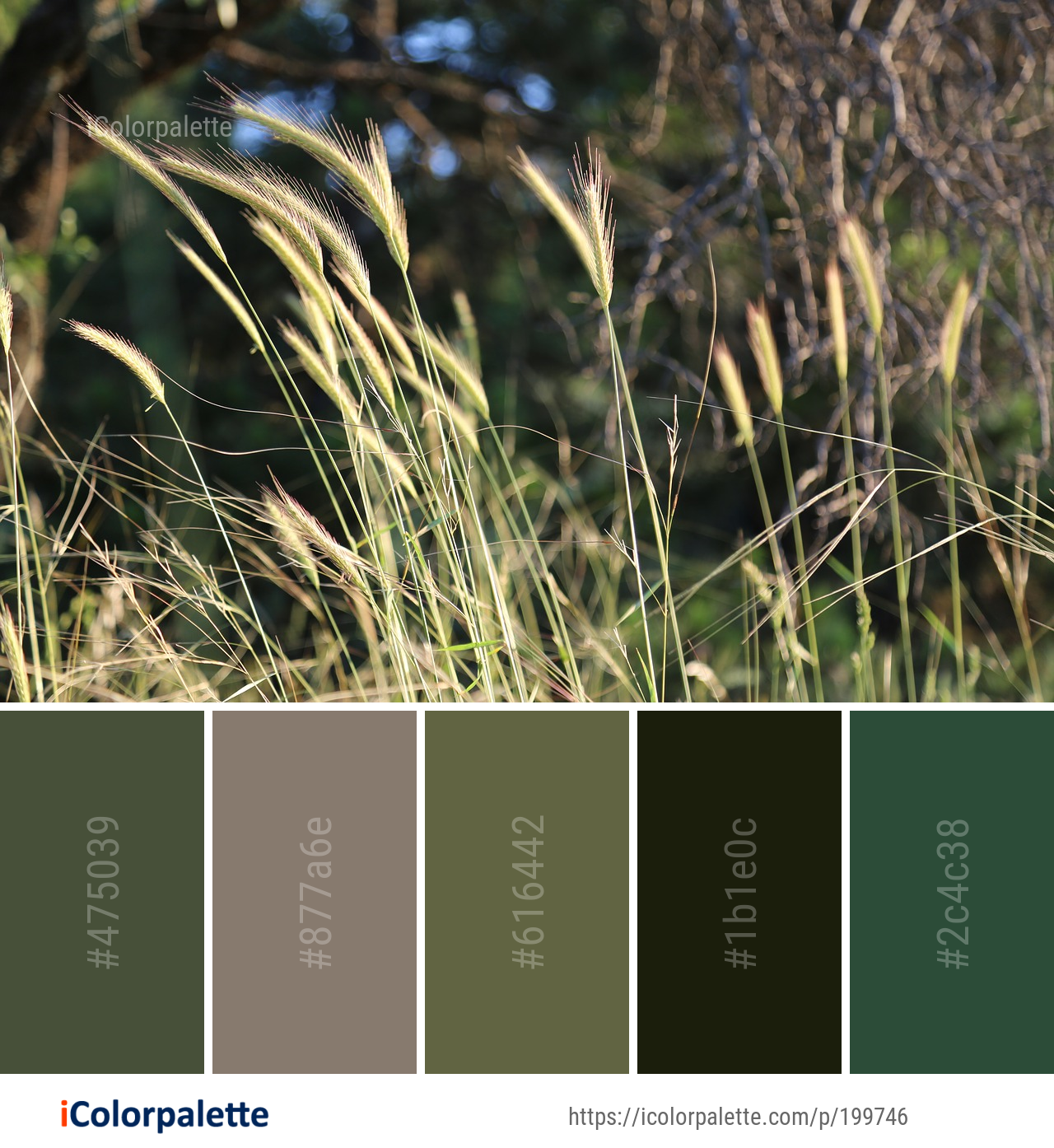 Color Palette Ideas from Plant Grass Vegetation Image | iColorpalette