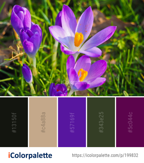 Color Palette Ideas from Flower Plant Crocus Image | iColorpalette