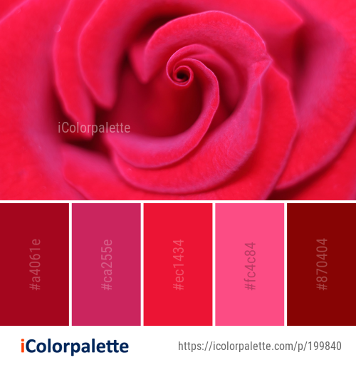 Color Palette Ideas from Red Flower Garden Roses Image | iColorpalette