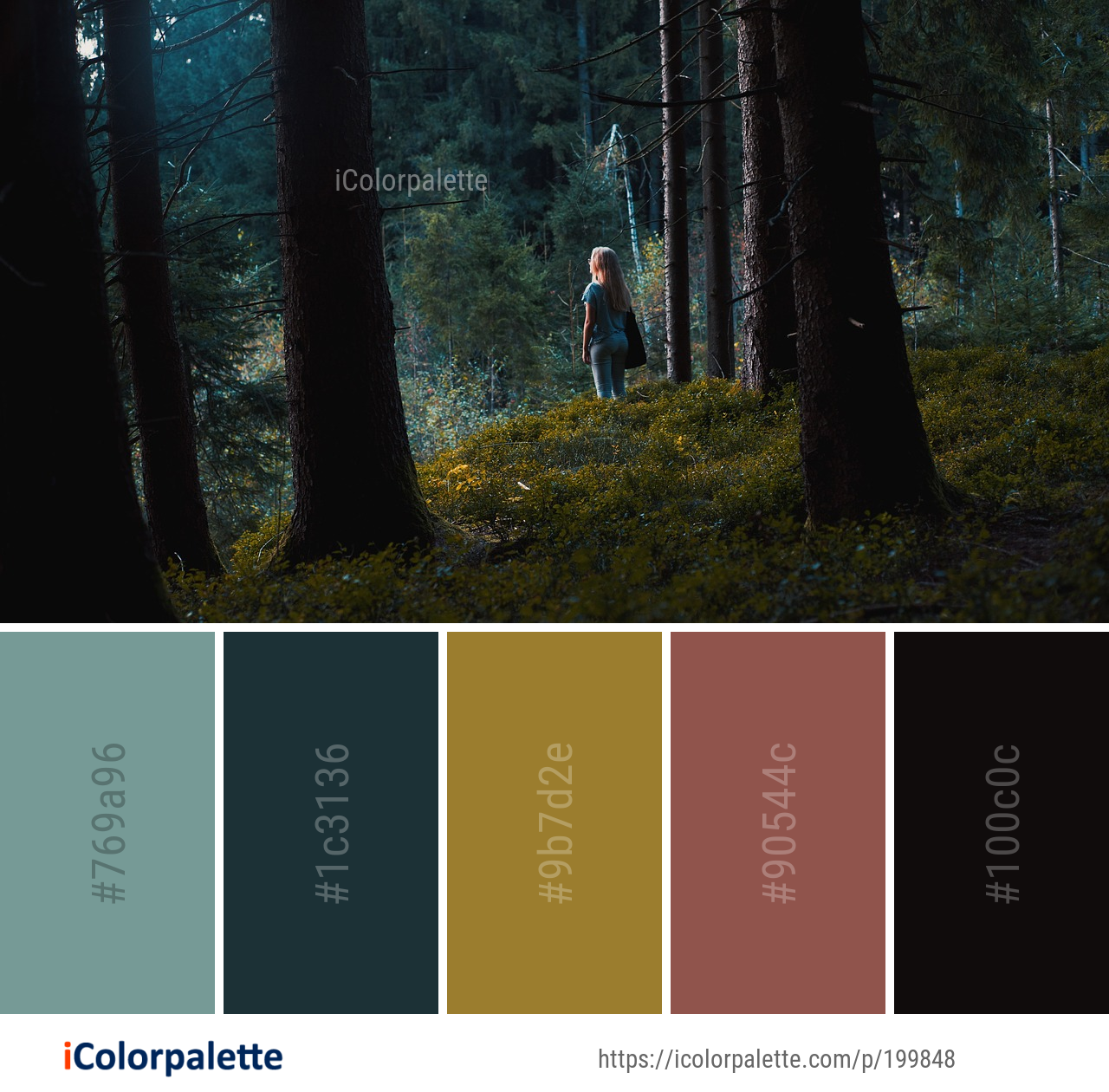 Color Palette Ideas from Forest Tree Nature Image | iColorpalette