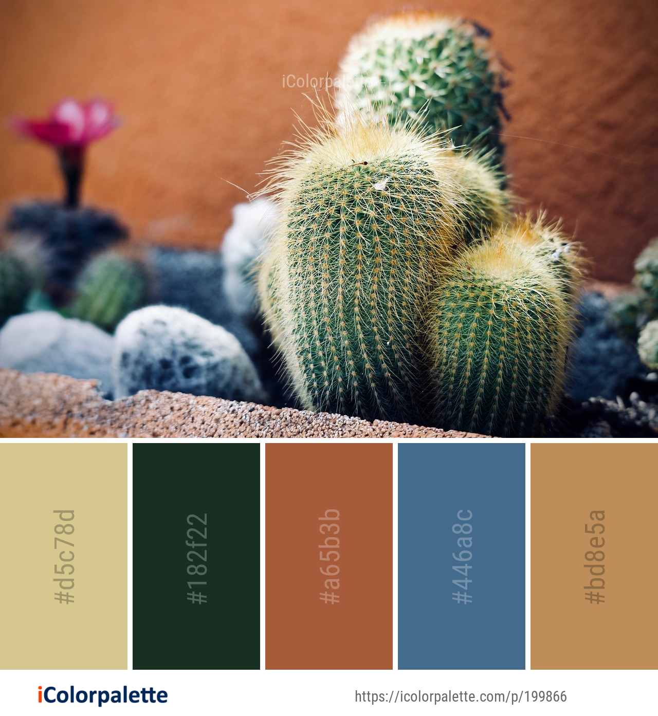 Color Palette Ideas from Cactus Plant Thorns Spines And Prickles Image ...