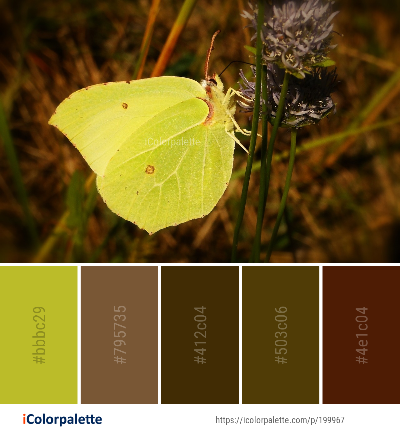 Color Palette Ideas from Moths And Butterflies Insect Butterfly Image ...