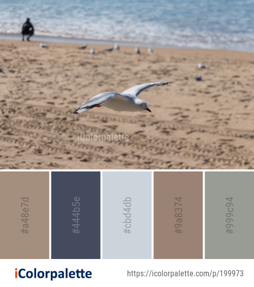 Color Palette Ideas from Bird Seabird Gull Image | iColorpalette