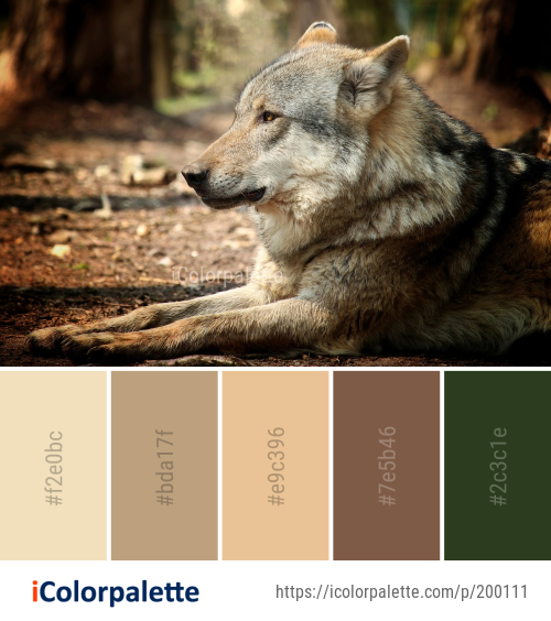 74+ Wolf Color Palette ideas in 2025 | iColorPalette