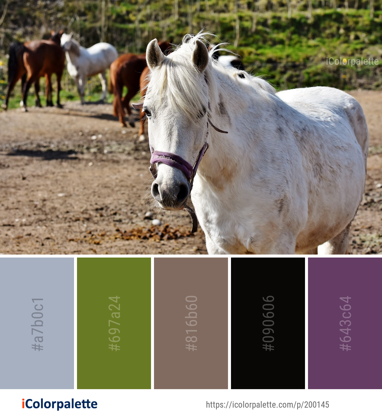 Color Palette Ideas from Horse Like Mammal Mane Image | iColorpalette
