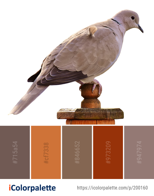 Color Palette Ideas from Bird Fauna Beak Image | iColorpalette