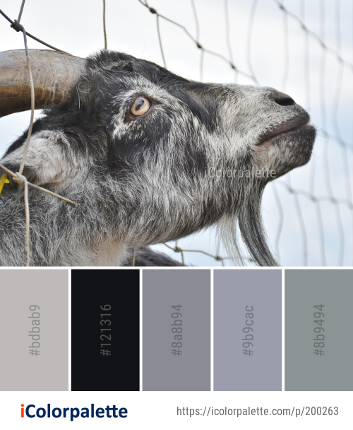 Color Palette Ideas from Goats Goat Fauna Image | iColorpalette