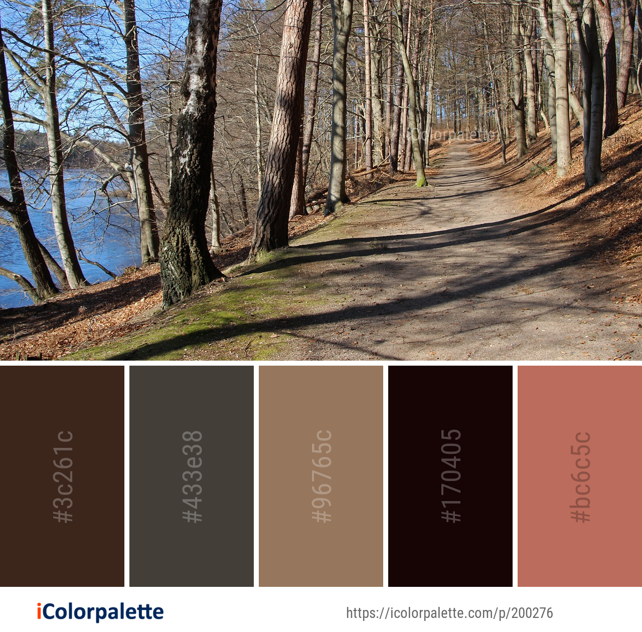 Color Palette Ideas from Path Tree Woody Plant Image | iColorpalette