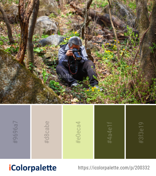 79 Rainforest Color Palette ideas in 2025 | iColorpalette