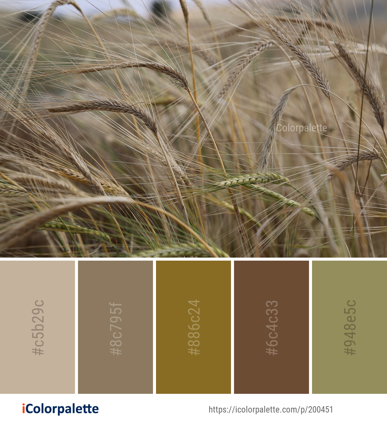 Color Palette Ideas from Food Grain Rye Grass Family Image | iColorpalette