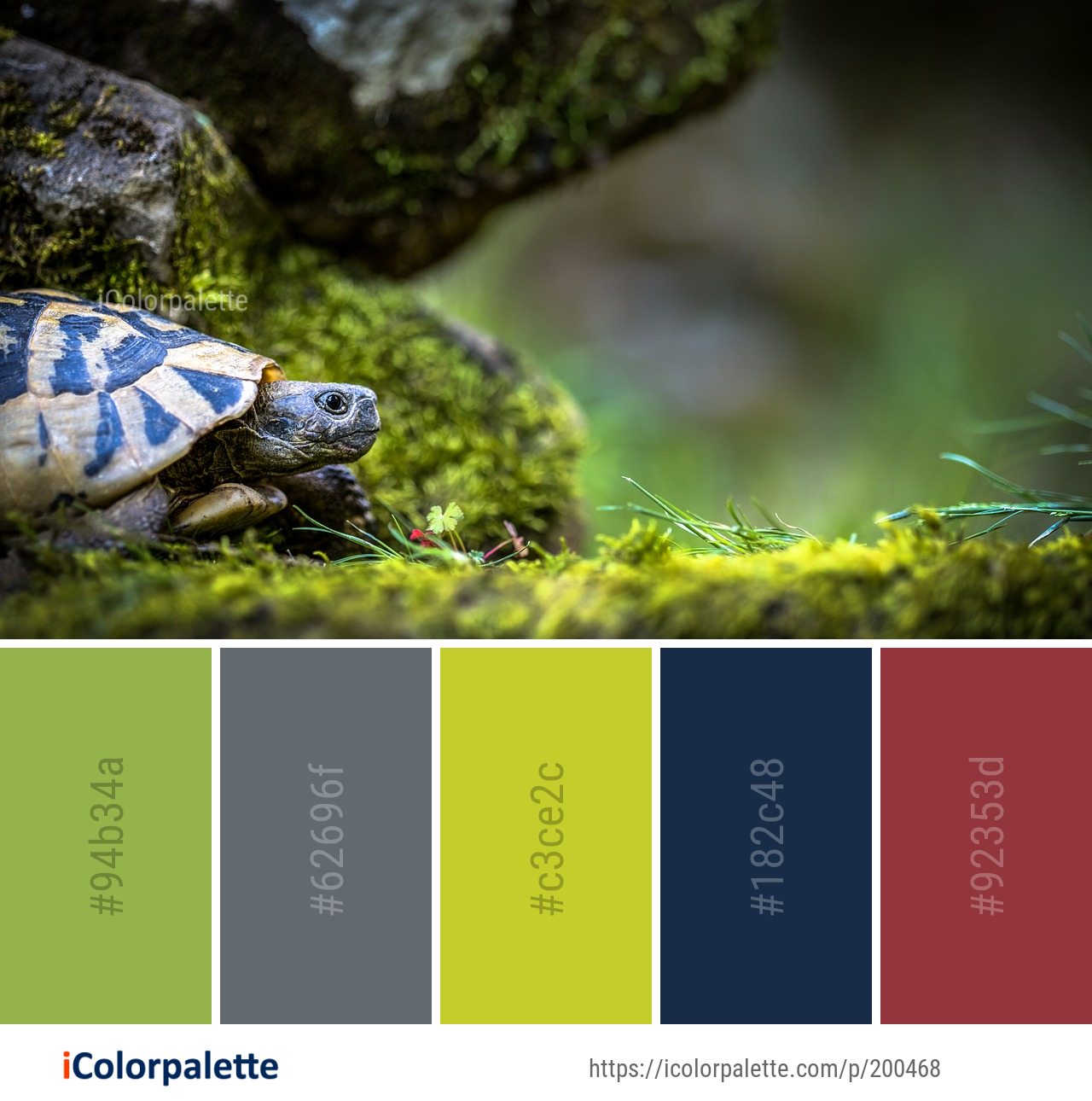 Color Palette Ideas from Turtle Emydidae Tortoise Image | iColorpalette