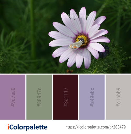 Color Palette Ideas from Flower Flora Daisy Image | iColorpalette
