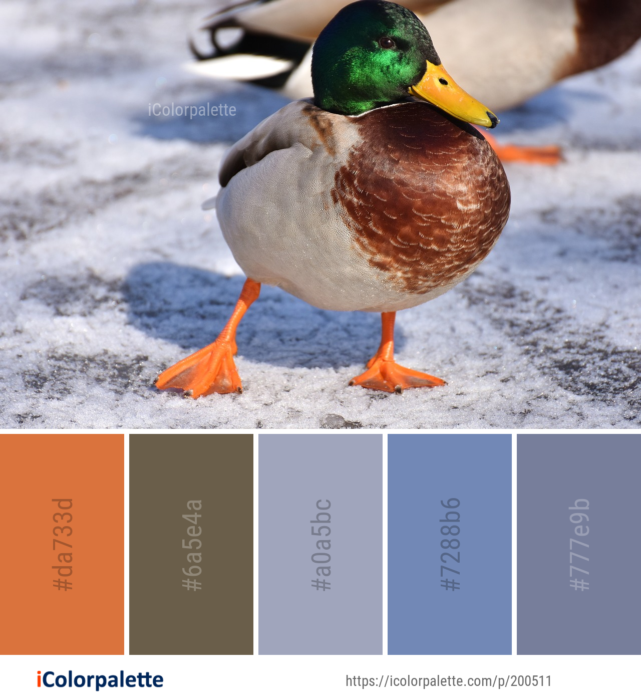 Color Palette Ideas from Duck Bird Mallard Image | iColorpalette