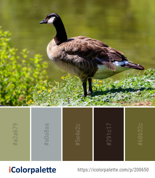Color Palette Ideas from Bird Duck Ecosystem Image | iColorpalette