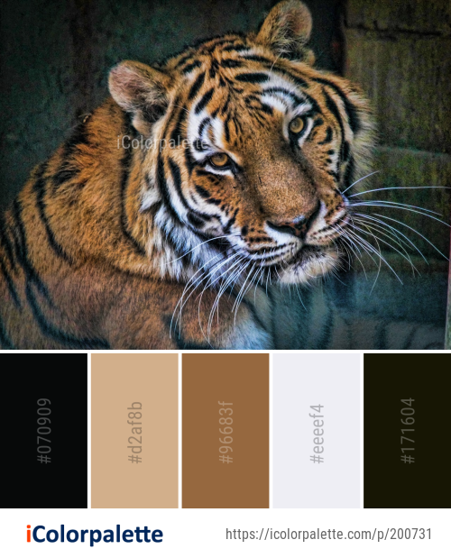 Color Palette Ideas from Tiger Wildlife Mammal Image | iColorpalette