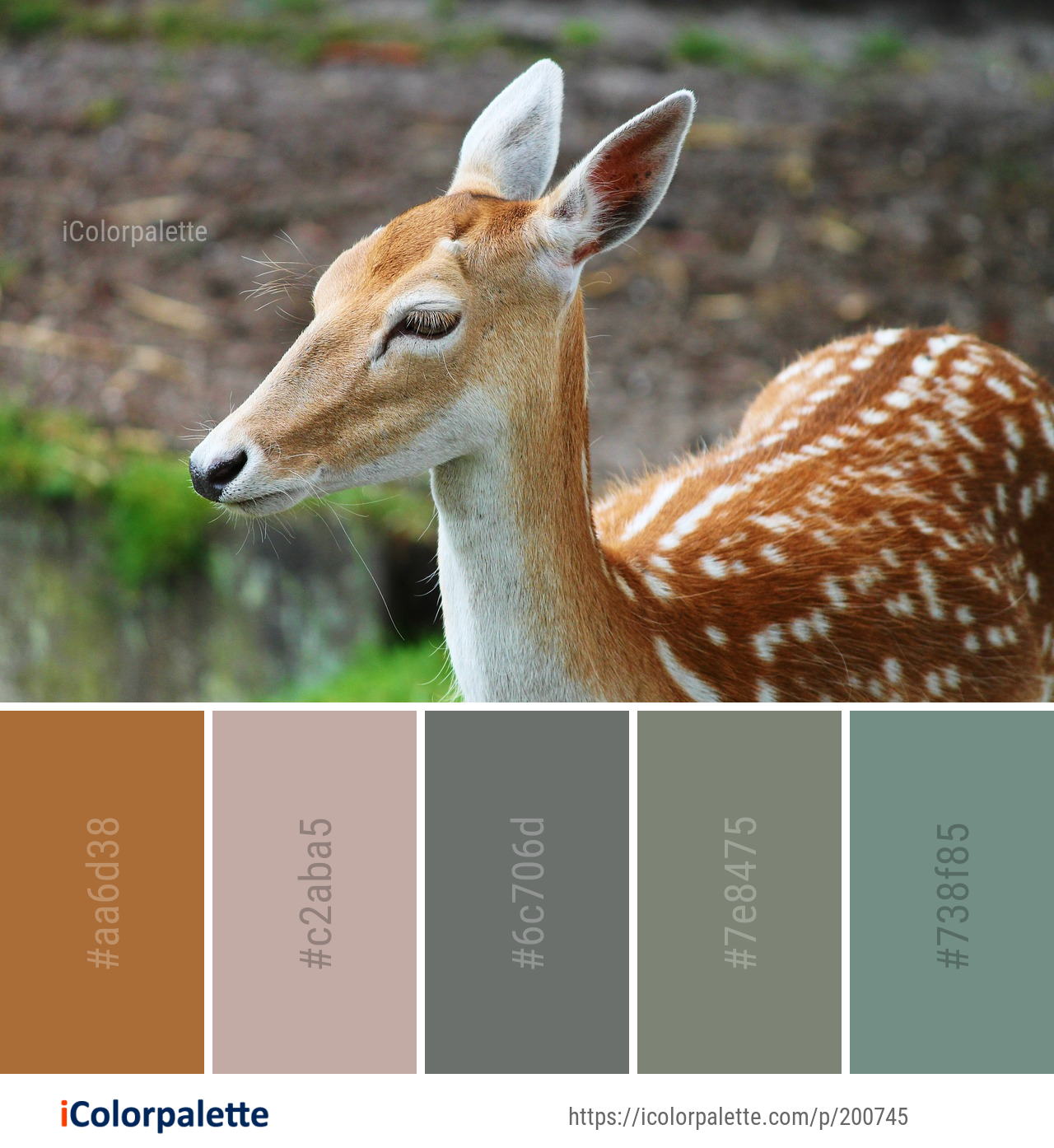 Color Palette Ideas from Wildlife Fauna Terrestrial Animal Image ...