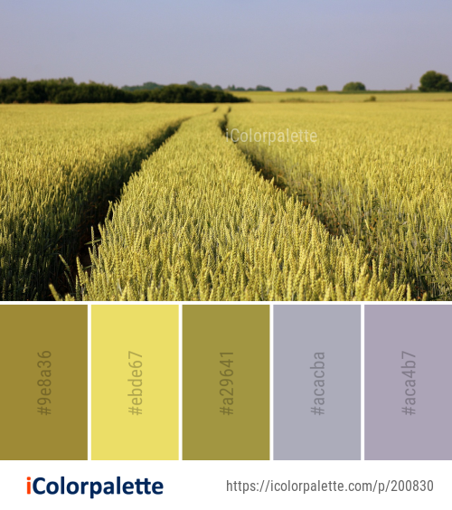 Color Palette Ideas from Field Crop Agriculture Image | iColorpalette