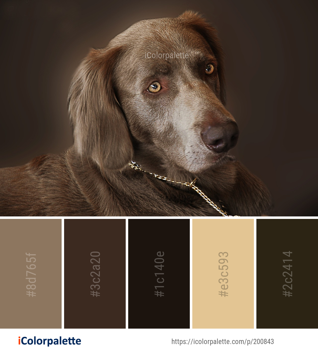 Color Palette Ideas from Dog Breed Like Mammal Image | iColorpalette