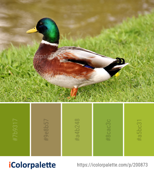 Color Palette Ideas from Bird Duck Mallard Image | iColorpalette